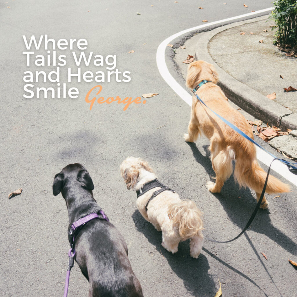 Where Tails Wag and Hearts Smile - George.